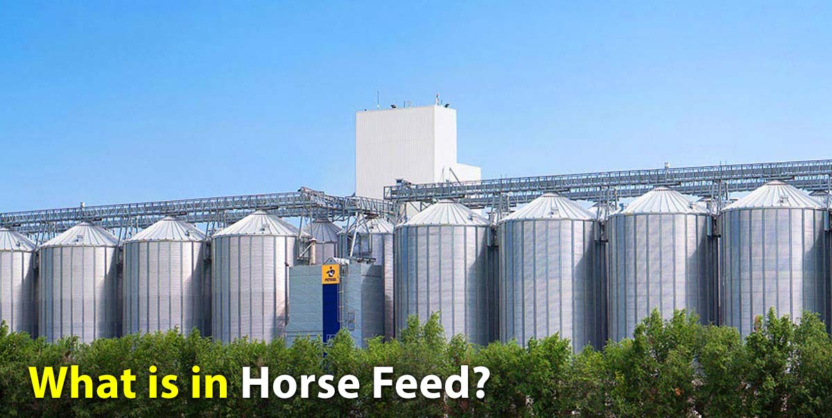 What is in horse feed?