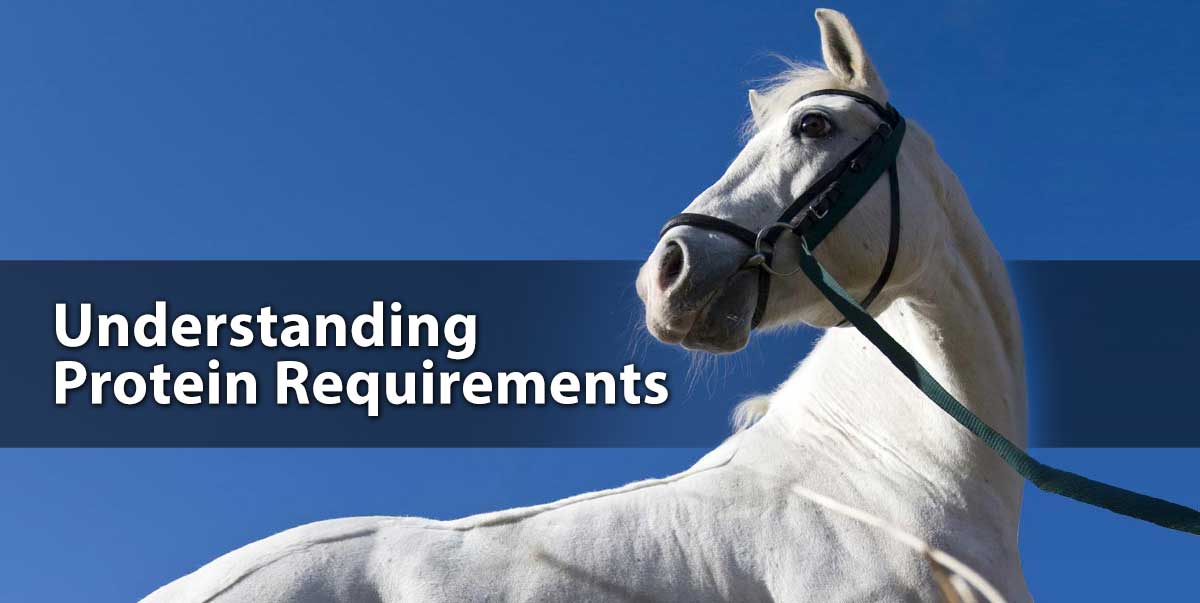 Understanding Equine Protein Requirements