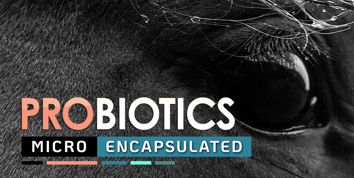 Micro-Encapsulated Probiotics Supplement for Horses