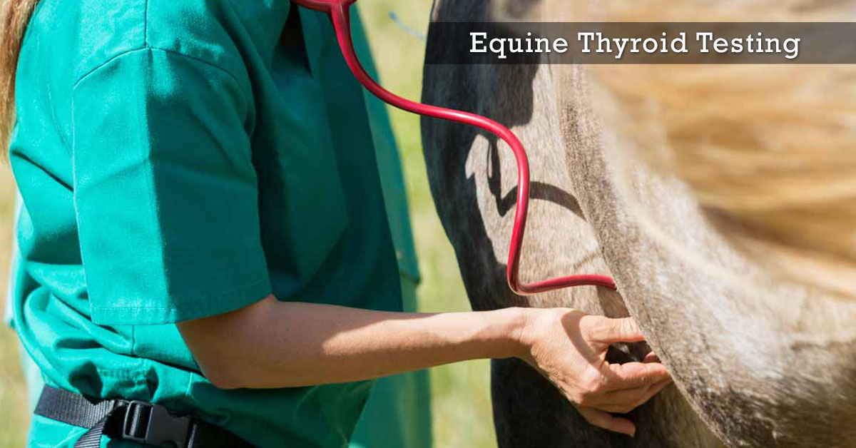 Understanding TSH Testing for Horses